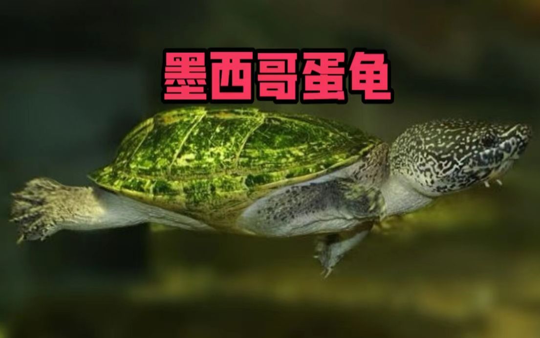 想养墨蛋新手必看：墨西哥蛋龟饲养简介