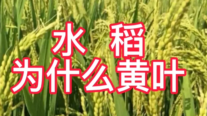 水稻生长期中为什么黄叶