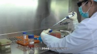 HEK293细胞转染培养完整版