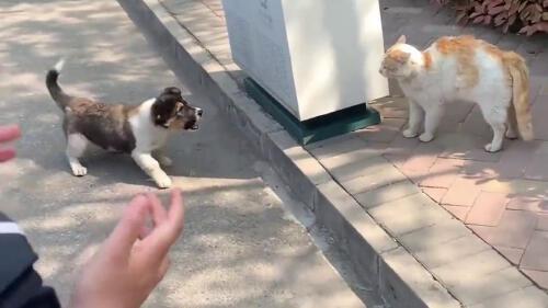 狗子跟猫咪打架现场,这观众也太多了吧