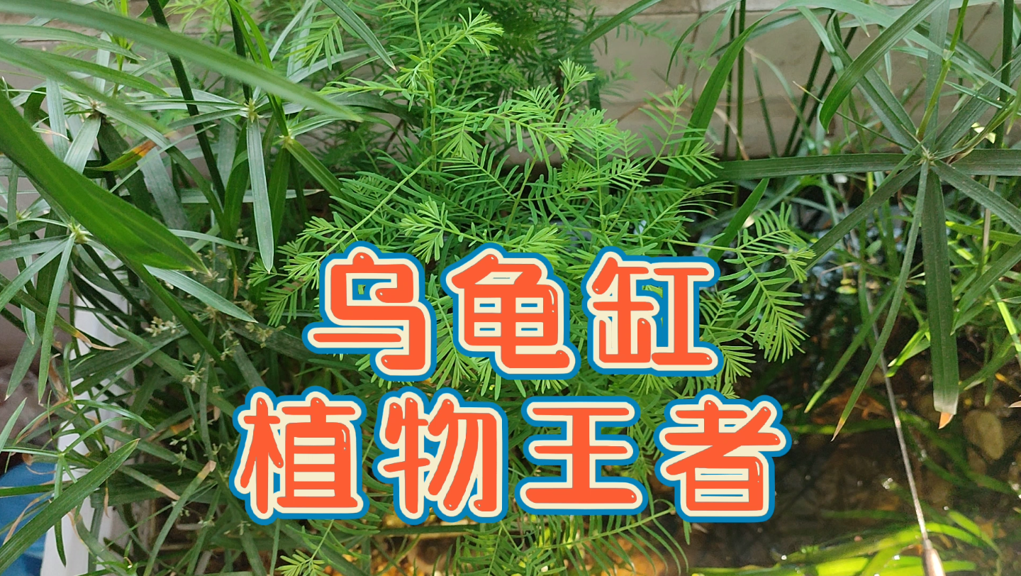 哪种植物更耐乌龟破坏?古法生态龟缸植物王者来啦!乌龟出眠入缸,乌龟...