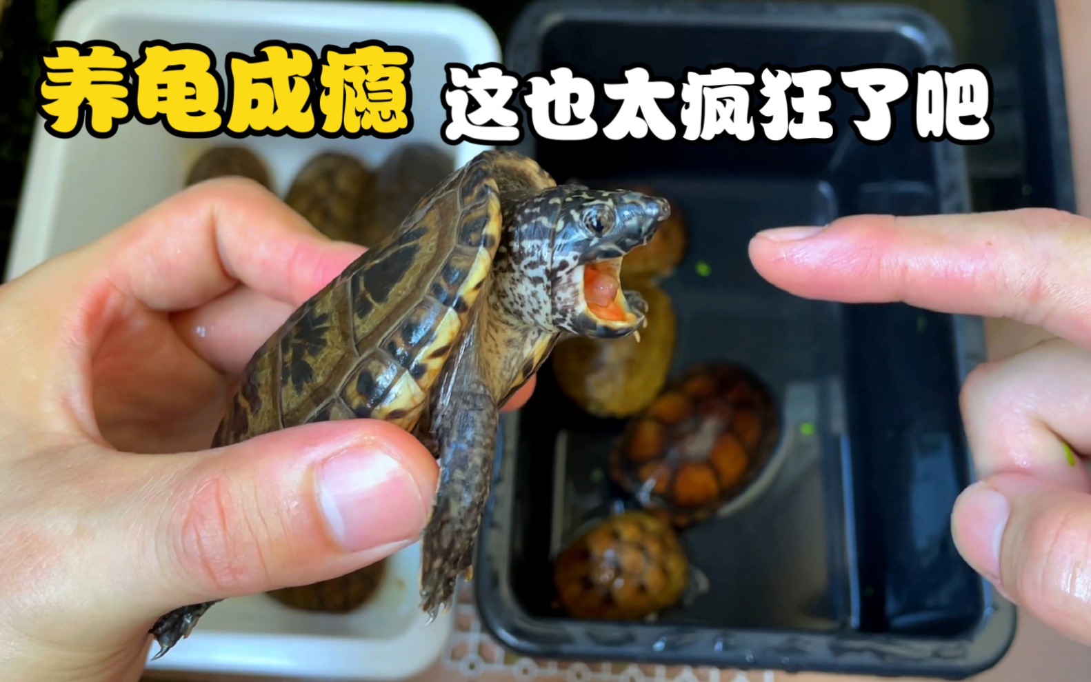 养乌龟已成为新型“毒瘾”能使人兴奋茶饭不思…你中招了吗?