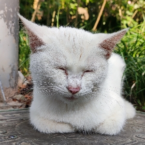 我来乐-口袋茶叶 