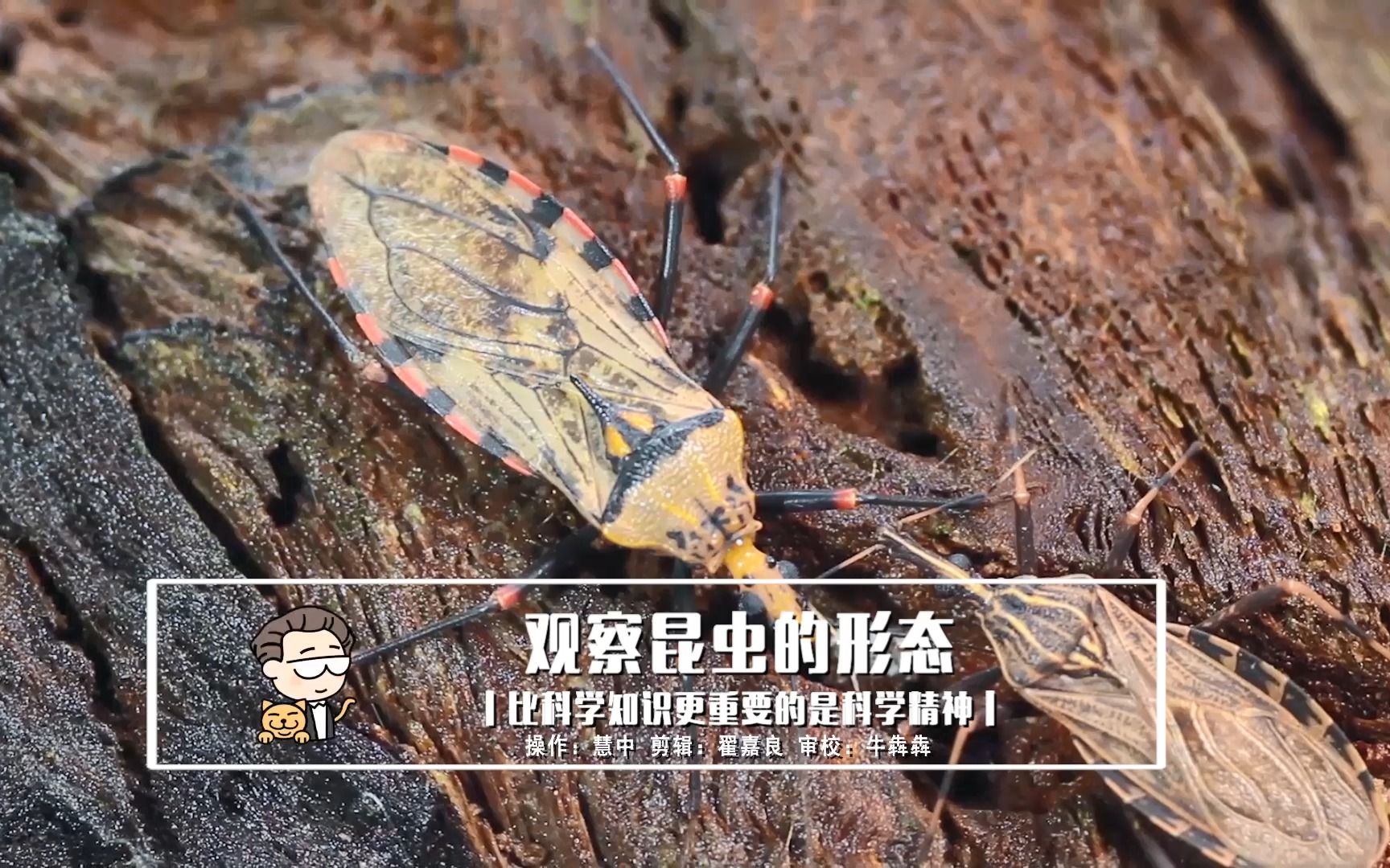 教科版 小学科学六年级上册 科学声音配套视频资源