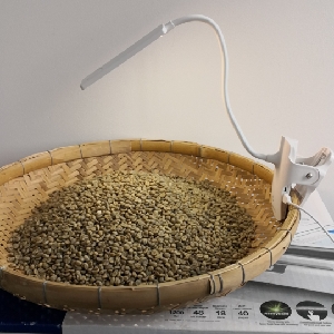 烘不甜卡蒂姆不换豆 