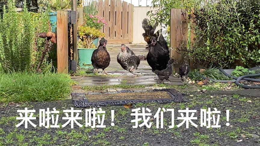 我的鸡们喜欢我呼唤她们啊!罗灰崽和咕咕头不在,她们下蛋去了?