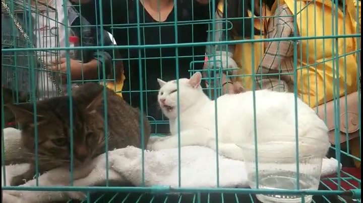 领爱回家 荆州动物保护第十届全城公益领养日圆满成功 精彩回顾