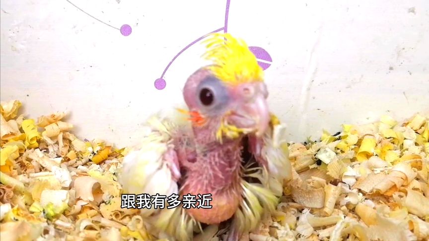 鹦鹉认人吗?我亲自做实验,结果你们自己看,谁能给一个合理解释