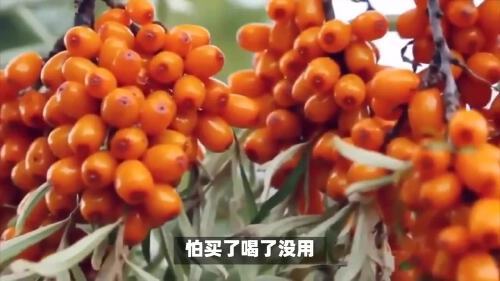 沙棘原浆别乱喝!揭秘真实功效与避坑指南,这类人慎入