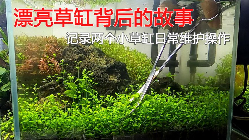 记录两个小草缸日常维护操作,漂亮个草缸背后离不开辛勤的打理