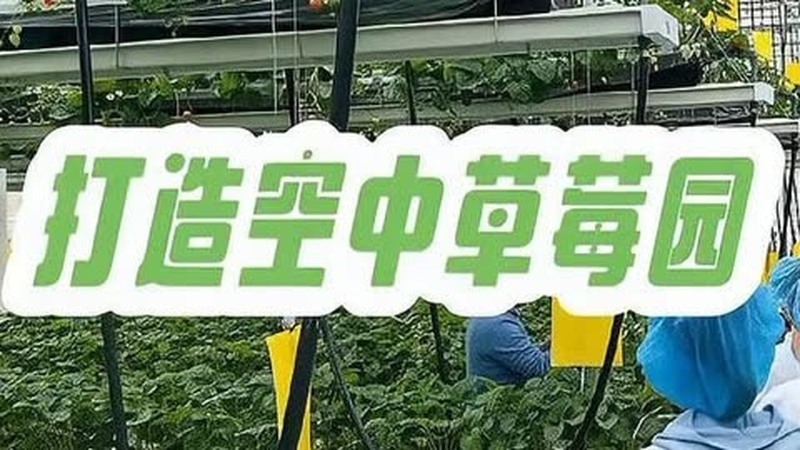 ...然后,根据规划设计出具体的建设方案,包括大棚的大小、形状、结构等...