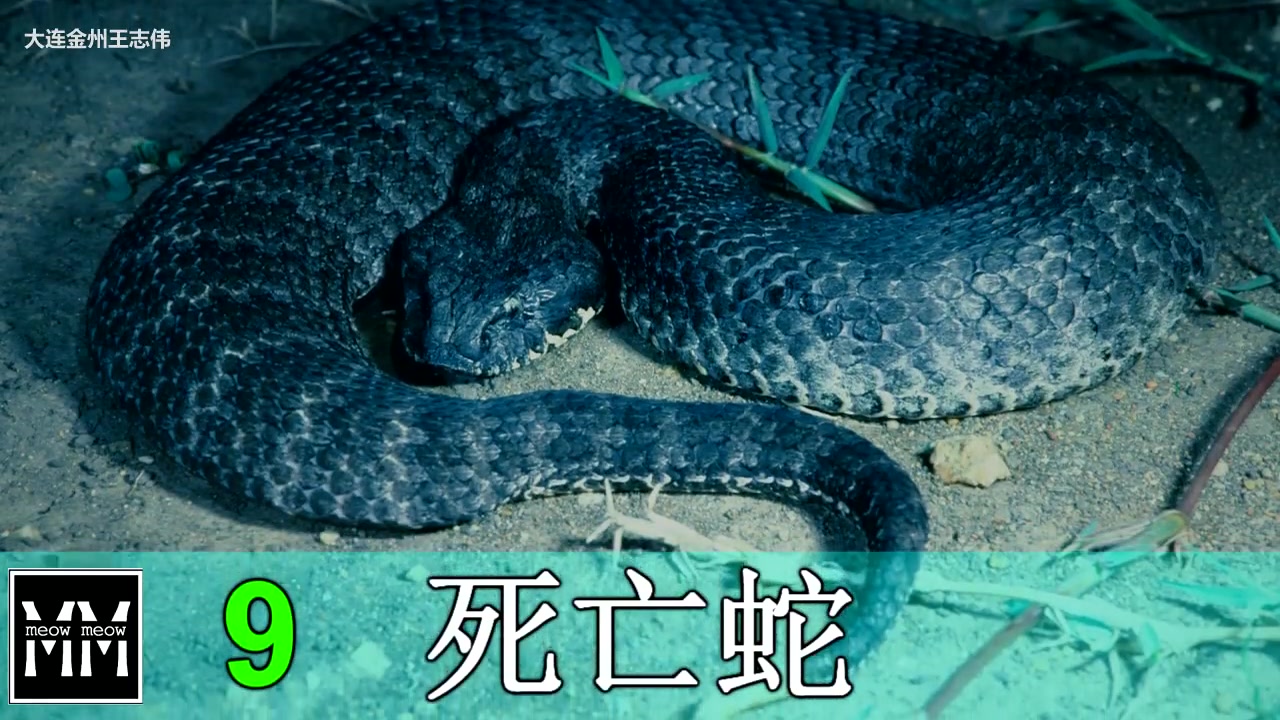 世界10大最毒的毒蛇
