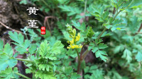 “黄堇”农村路旁常见的一种植物,别名还叫断肠草,来认识下