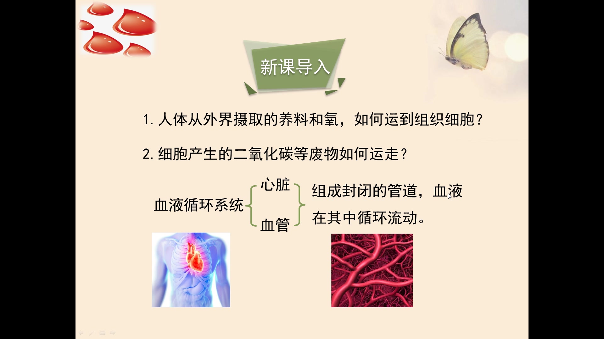 流动的组织--血液