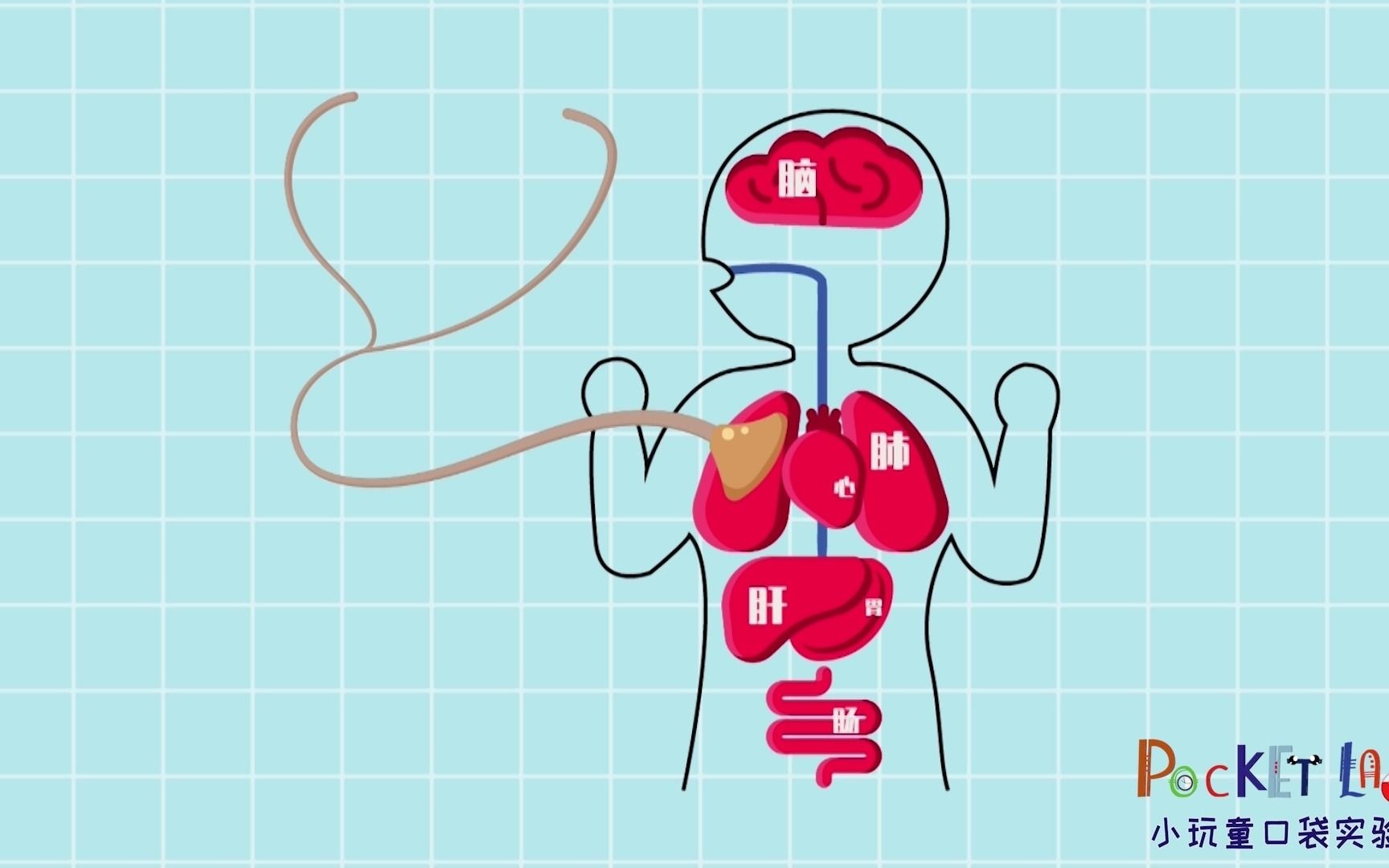 听诊器实验原理(动画版)