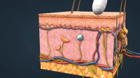 生物篇 科普小知识 皮肤是人体面积最大的器官 它是如何感知了