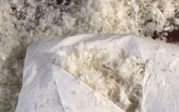 原来羽绒枕真是用鸭毛做的