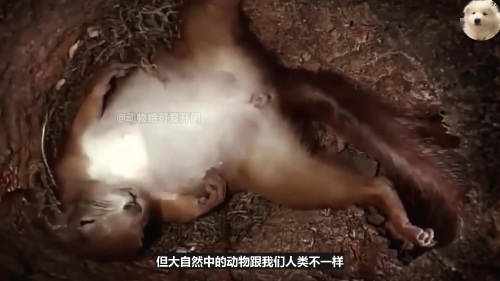 松鼠妈妈奋力坚持两个小时,最终迎来了四只小生命的诞生历程,让人...