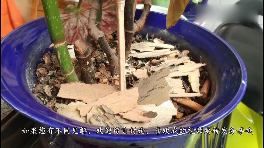 农村路边的柳树皮,真是个宝,很多人都不知道,看完快去捡几块