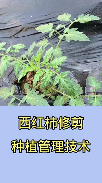 西红柿修剪,种植管理技术!番茄种植技术科学种植农业科技企业号助推官