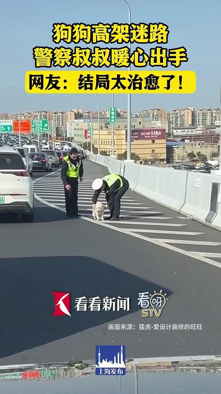网友拍到:小狗误入高架路,幸得警察叔叔暖心出手。(资料:看呀STV)