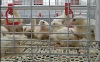 养殖场无线测温,温度异常微信,振铃报警,市电断电振铃报警,养殖场专用...