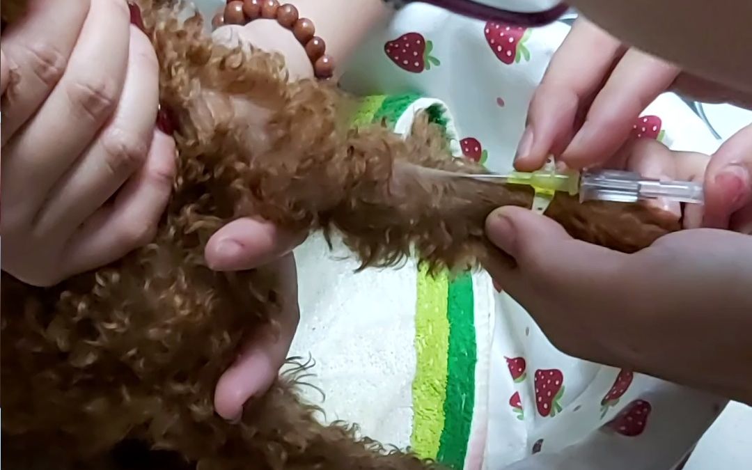 狗子病了去医院扎个滞留针