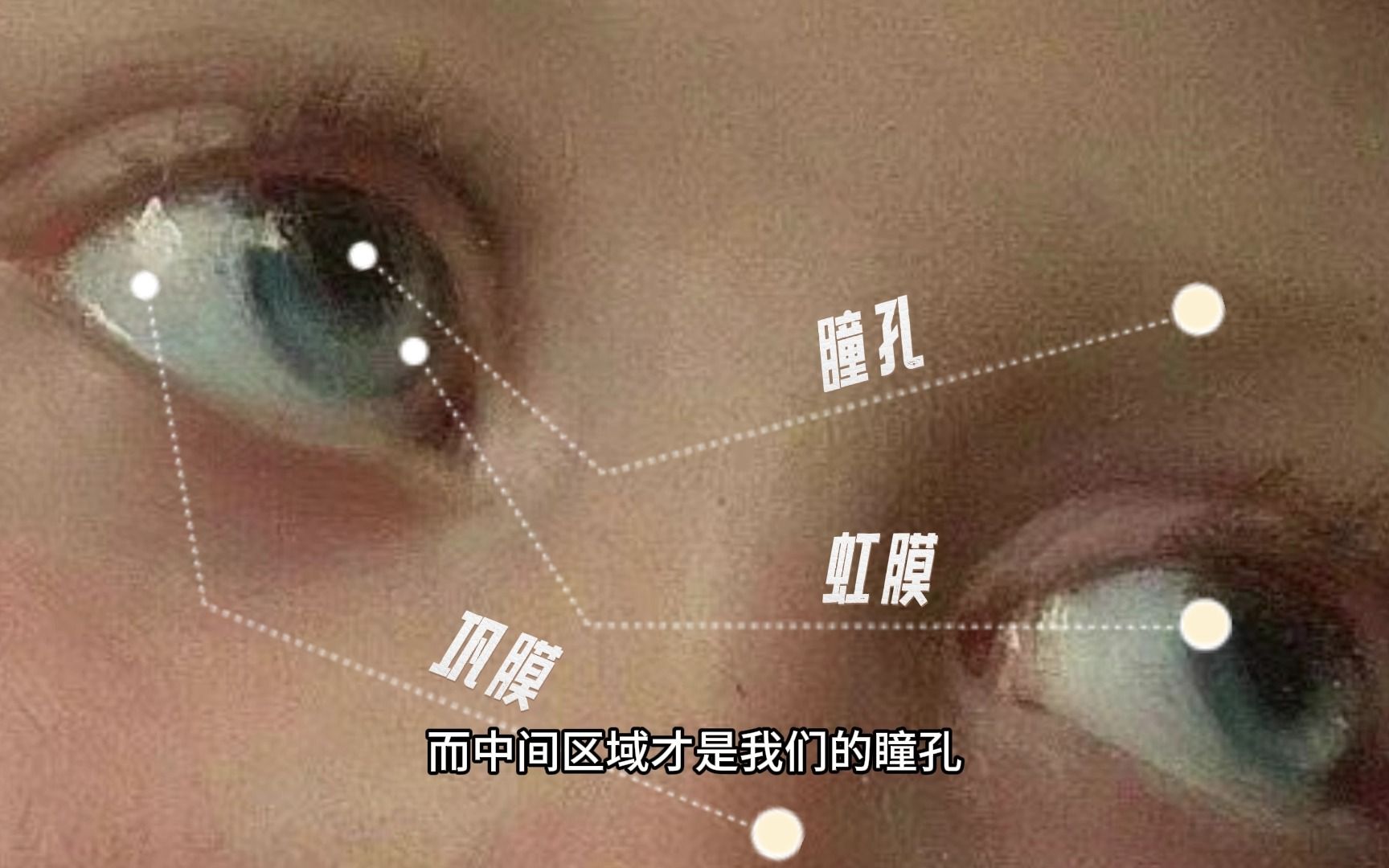 【列宾课程】美术生必看!2分钟了解眼部结构解剖!