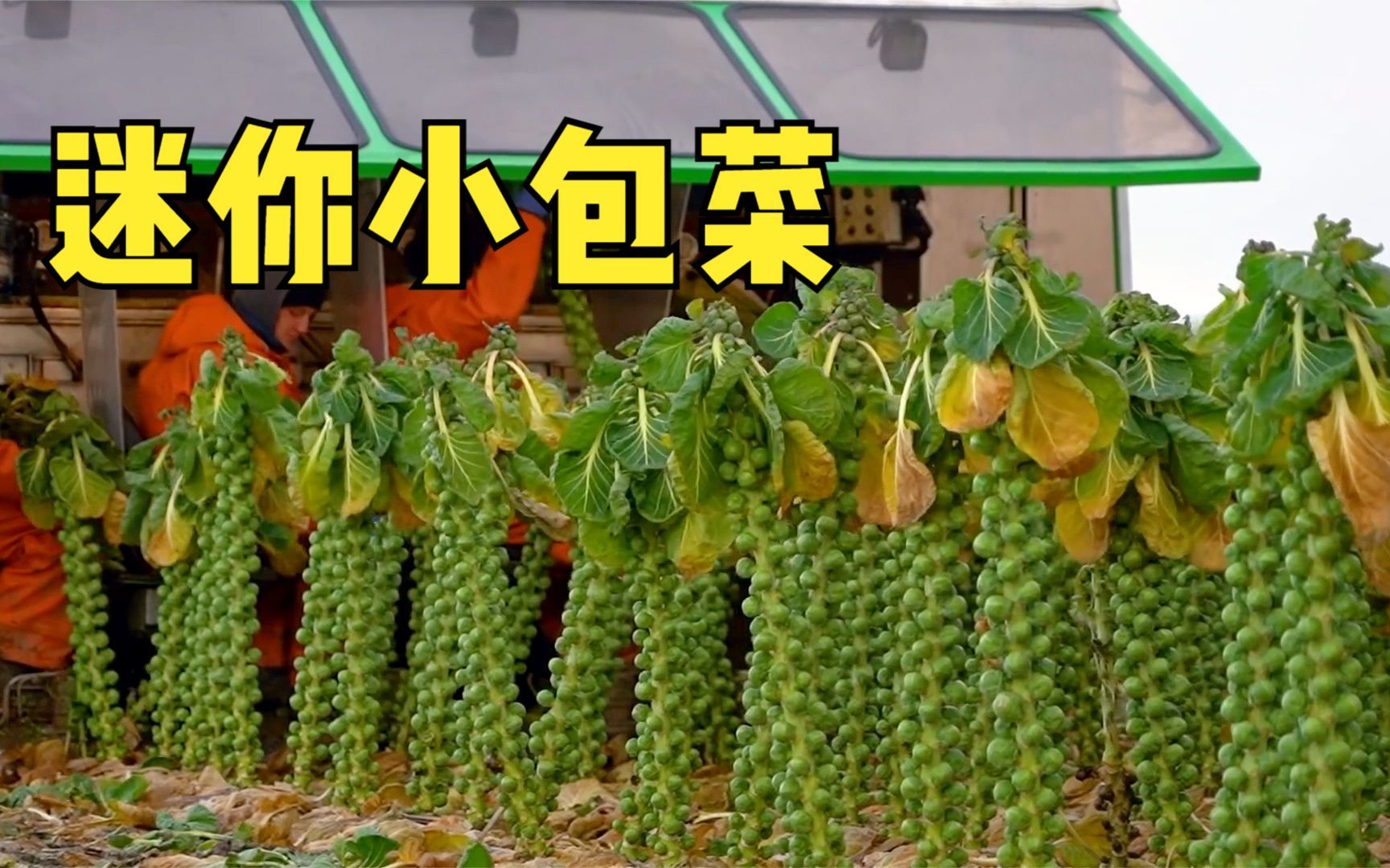 儿菜加白菜的二合一,抱子甘蓝的种植和加工