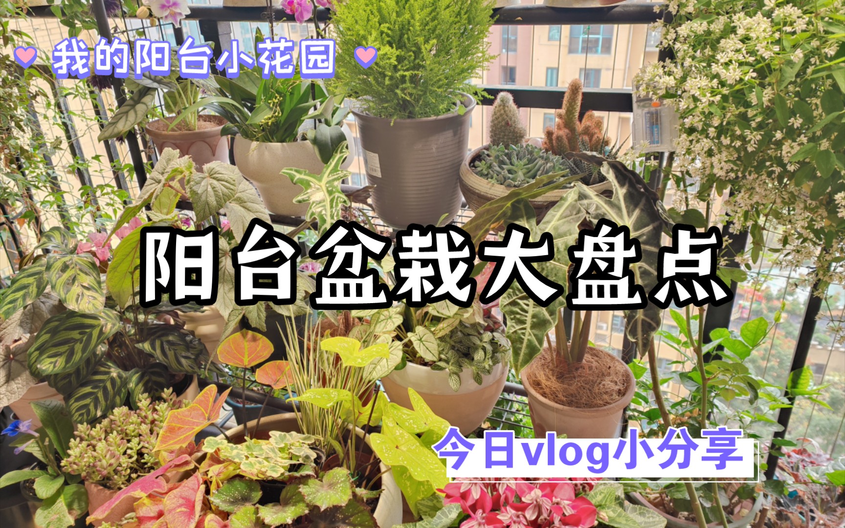 今天就好好数一数阳台小花园上,我养了多少盆栽。不数不知道,一数吓...
