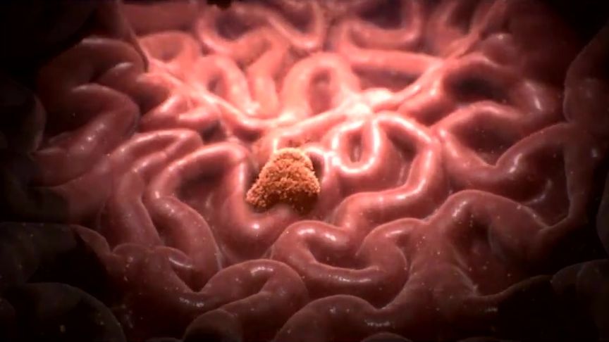 1分钟让你了解胃和小肠如何消化食物