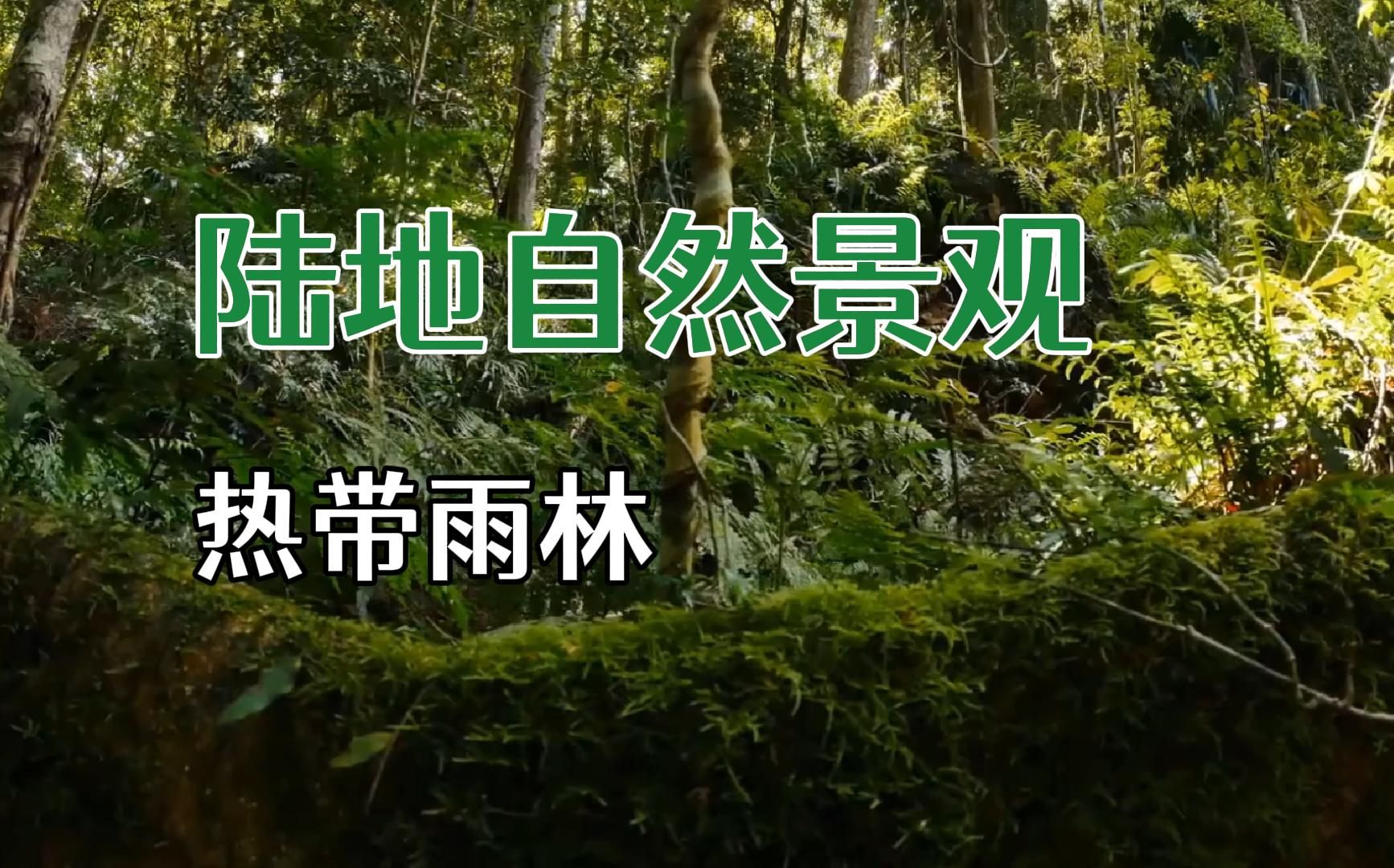 深度解析热带雨林:生态系统的奥秘宝库,从奇异动植物到复杂生态系统,...