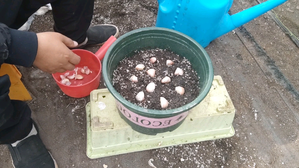 花盆怎么种大蒜?手把手教你种植方法!