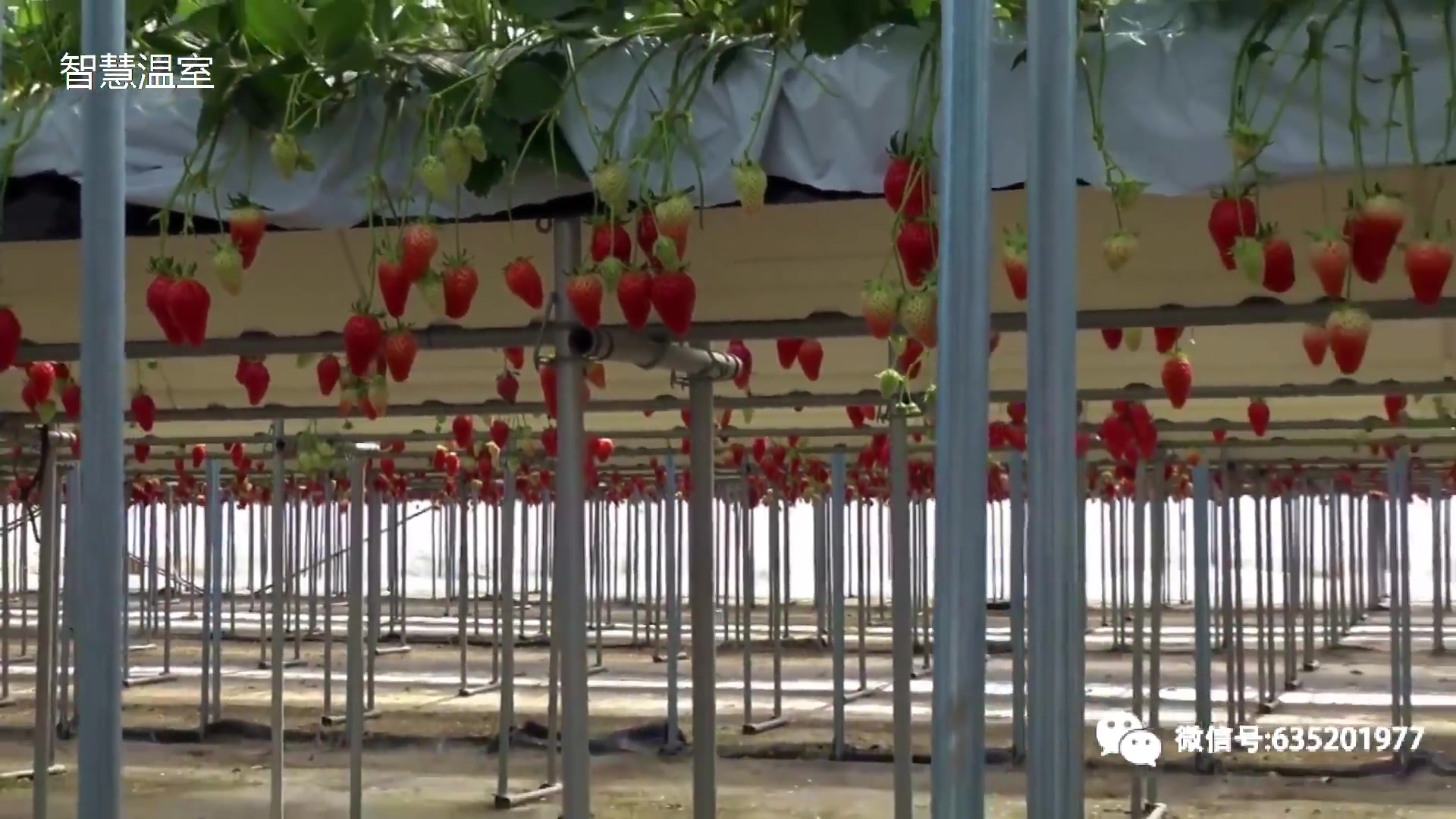草莓种在架子上,神奇的温室大棚立体草莓种植!