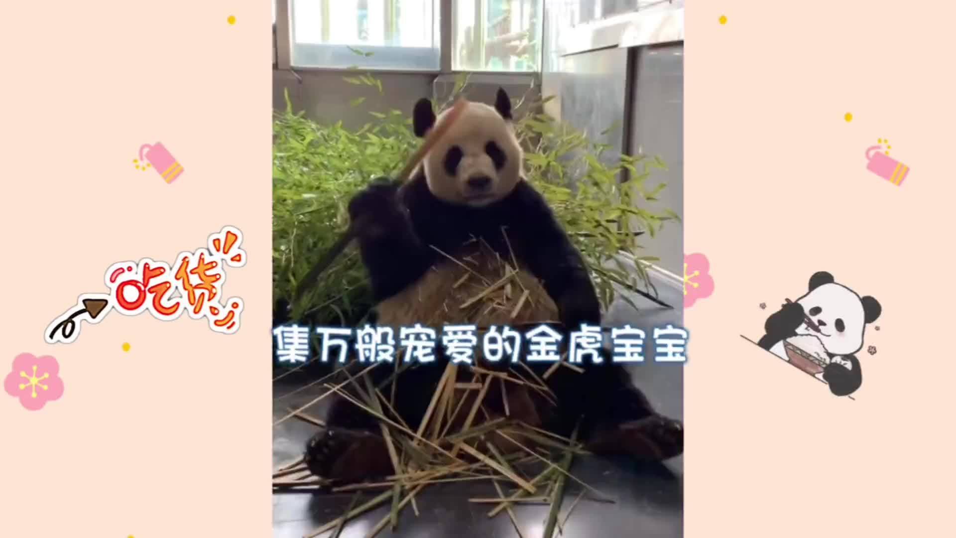 关爱国宝大熊猫可爱到爆炸