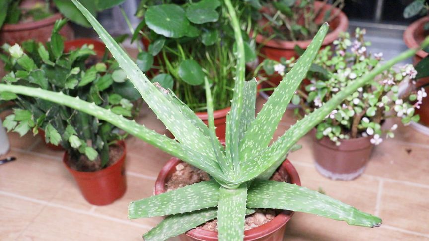 芦荟虽是美容圣品，但是很多人都后悔直接用来涂脸，原因就在这里