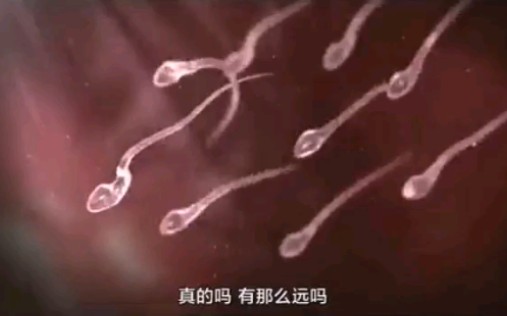 【人文】生命的诞生物语 给孩子看的生命科普启蒙动画