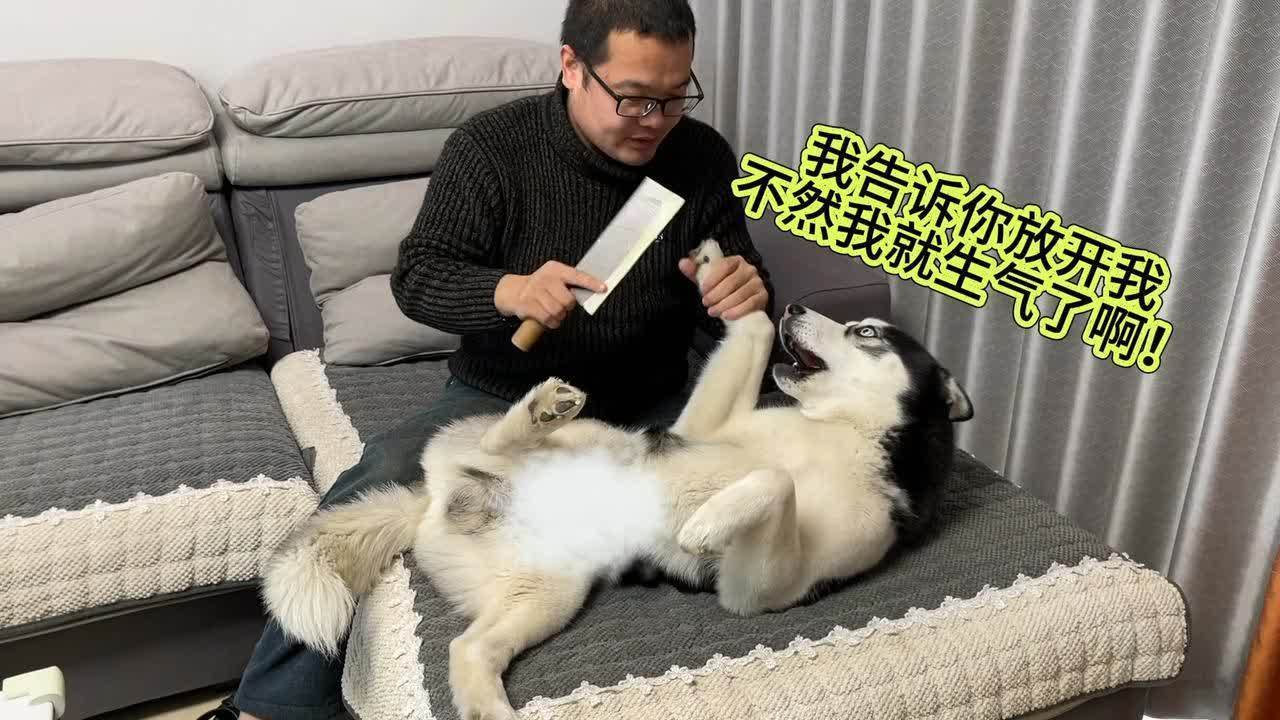 主人要杀狗吃肉,当拿出菜刀那一刻,狗狗吓得哇哇大哭喊救命!逗