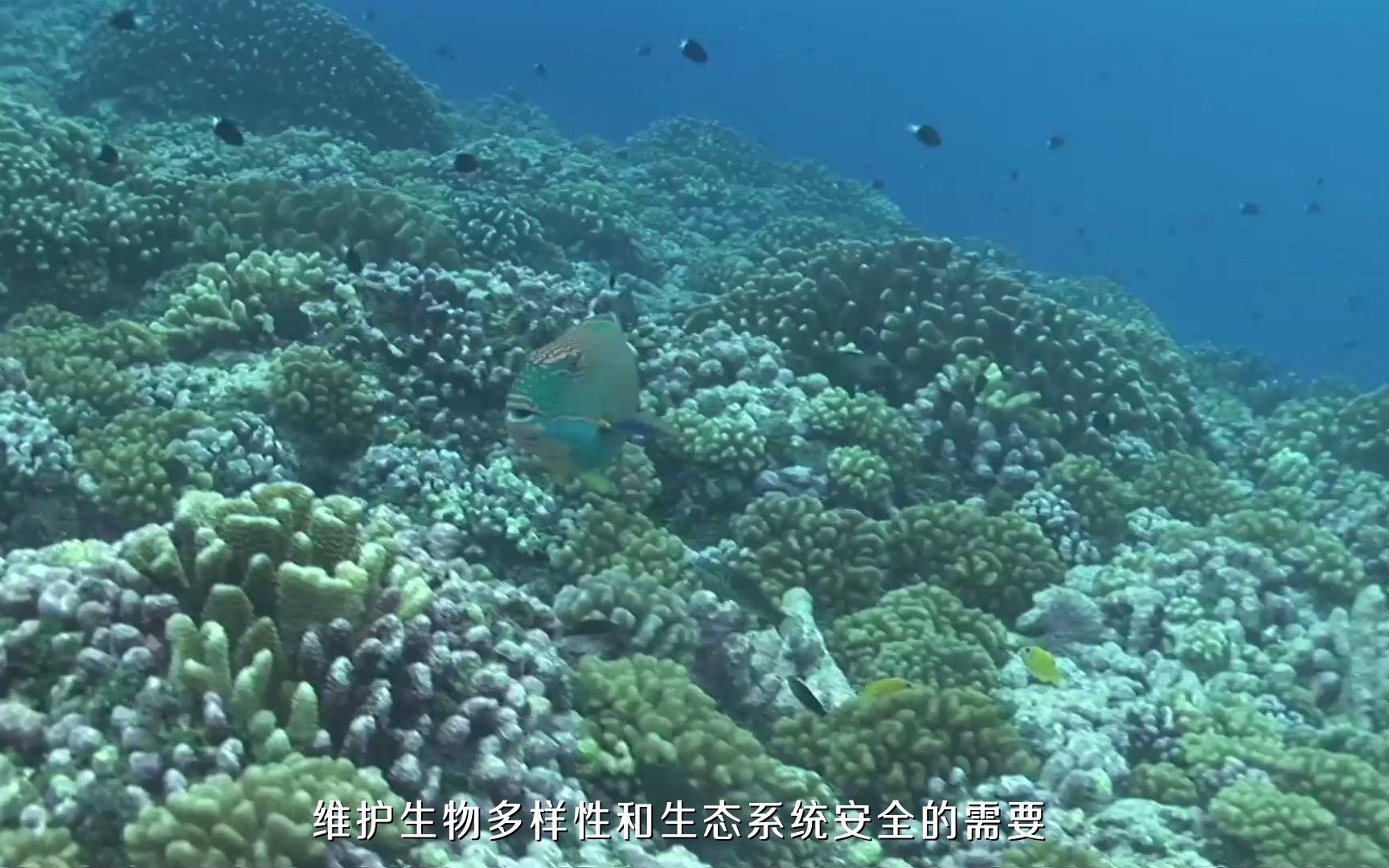 秒懂生态环境与健康 第24集:保护野生动植物,革除交易、滥食野生动物...