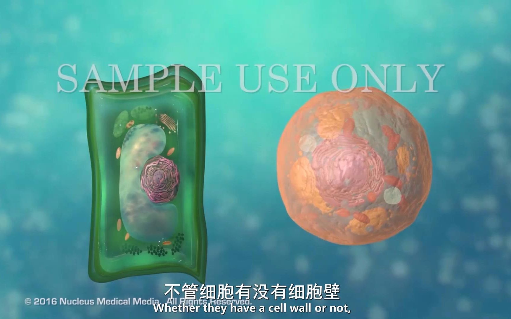 《生物自习室》第2期:细胞壁与细胞膜