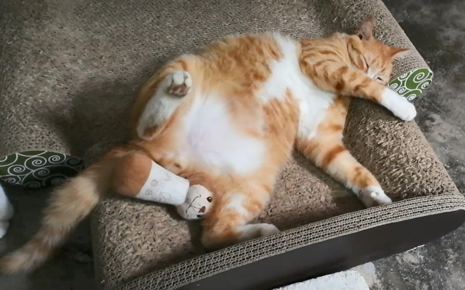 【捡猫】记录第二百六十六天,猴头菇!活在铛下!