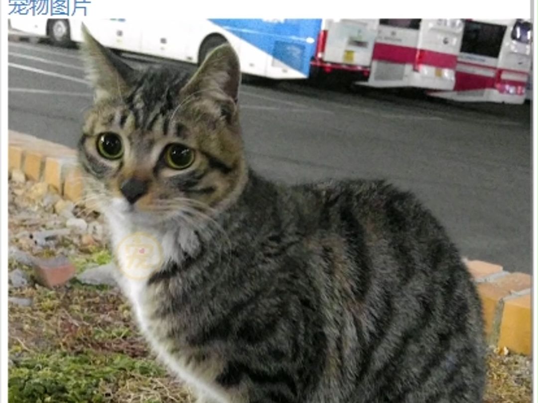 ...讲解+文案+部署】基于springboot宠U微信小程序2066【SSM、Node....