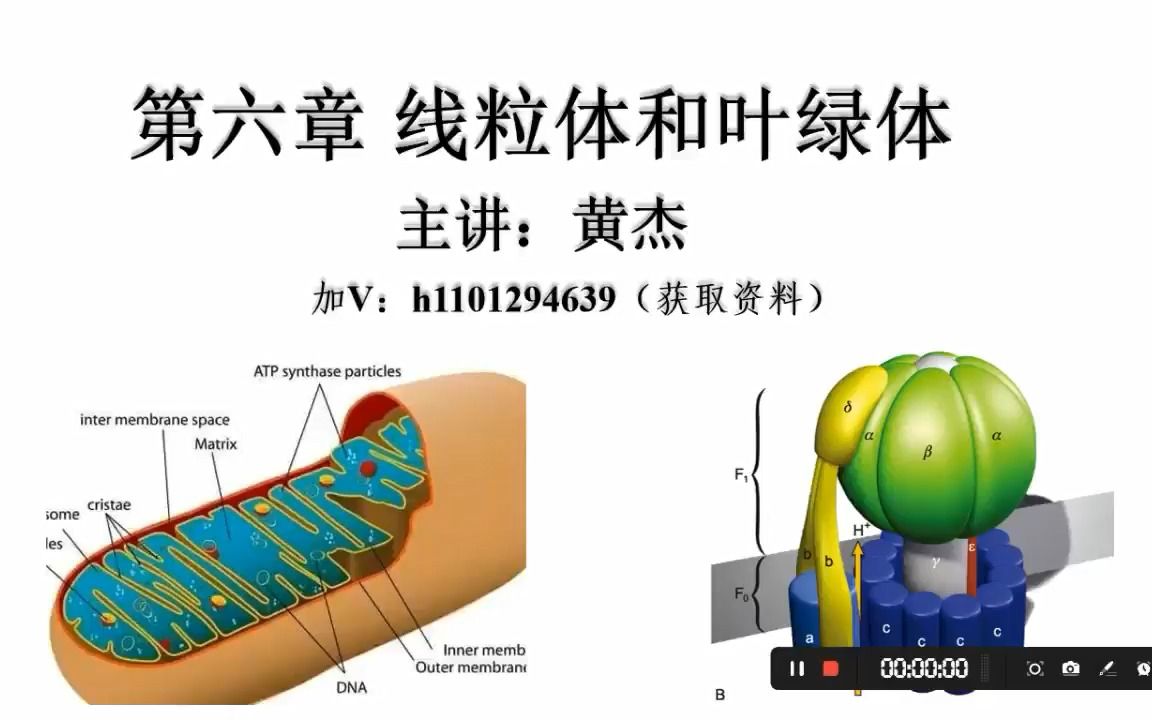 5.1 线粒体的结构和功能(生物竞赛)(考研)(新高考)
