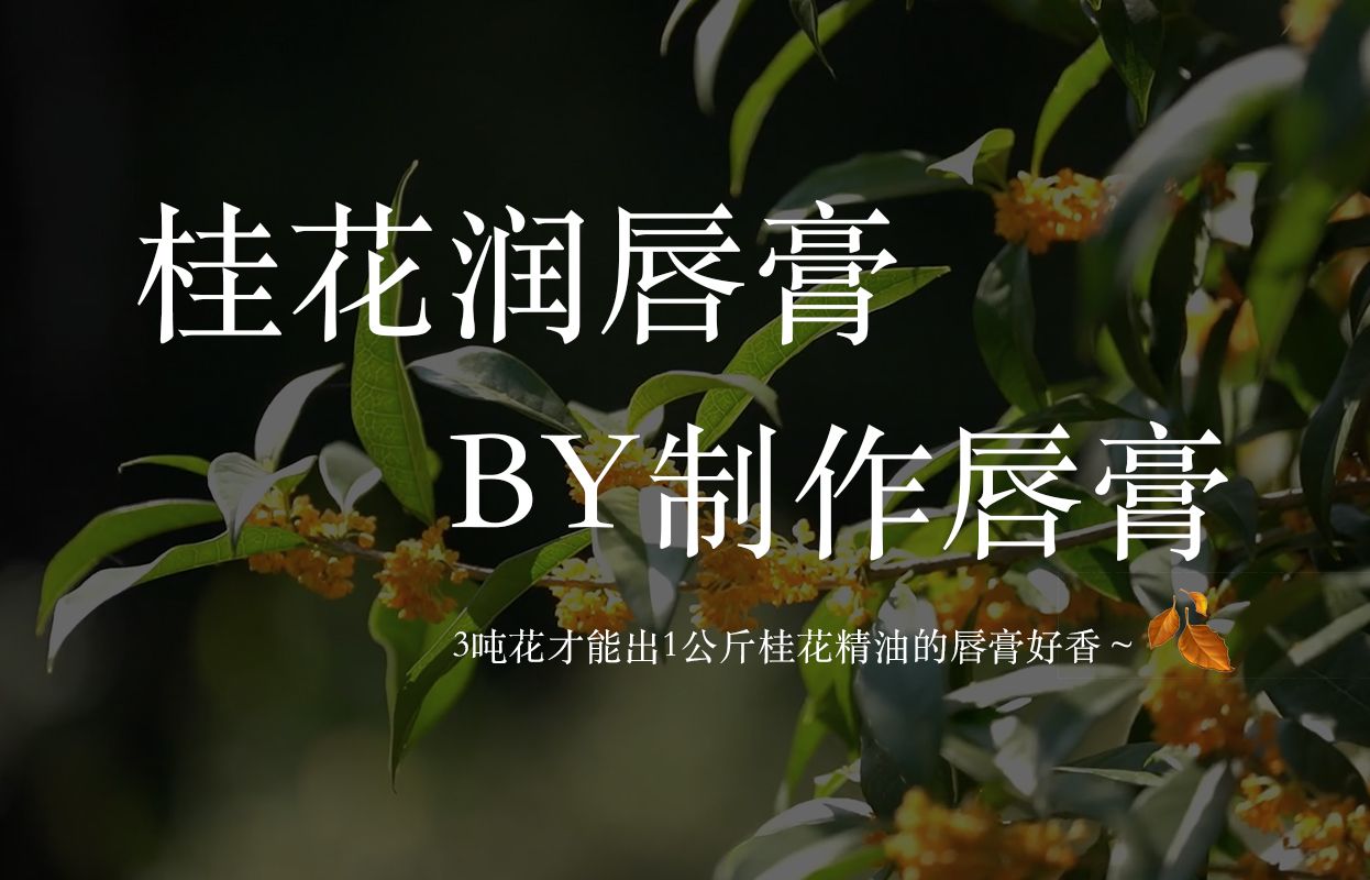 【3吨花才能出1公斤精油的珍贵花材】桂花唇膏真的好香甜,又是被...