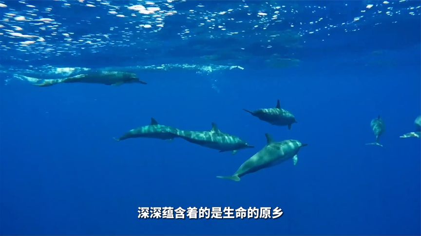 保护海洋生态系统 人与自然和谐共生 | 海洋日主题宣传片来了!