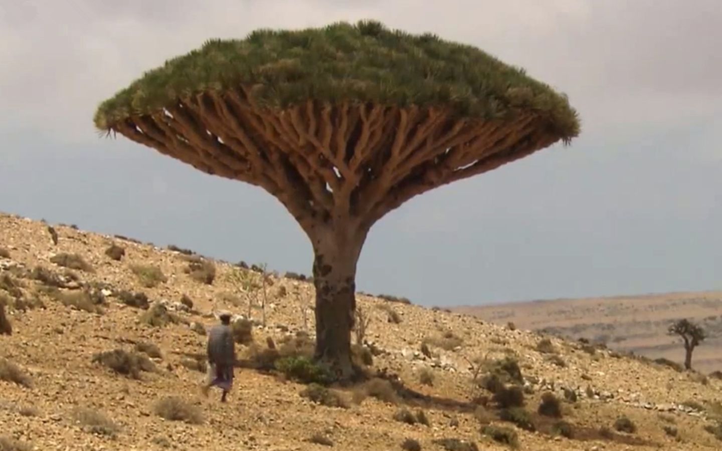 会流血的树!它生长在最像外星的地方,相传体内蕴藏着龙血【寰球大...