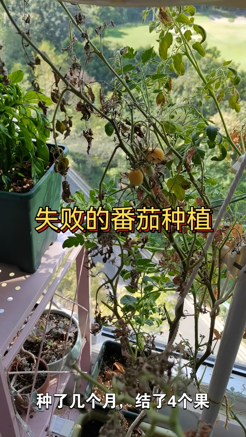 失败的番茄种植