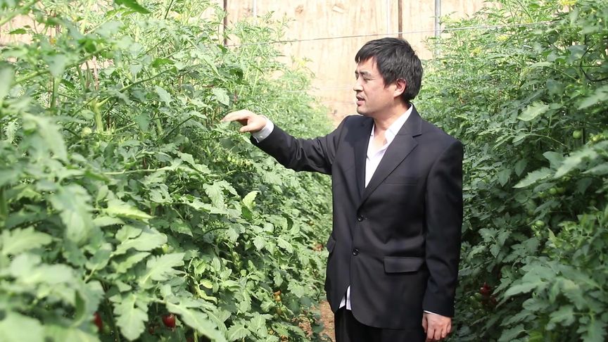 种植西红柿掌握4大核心技术,亩产翻倍!