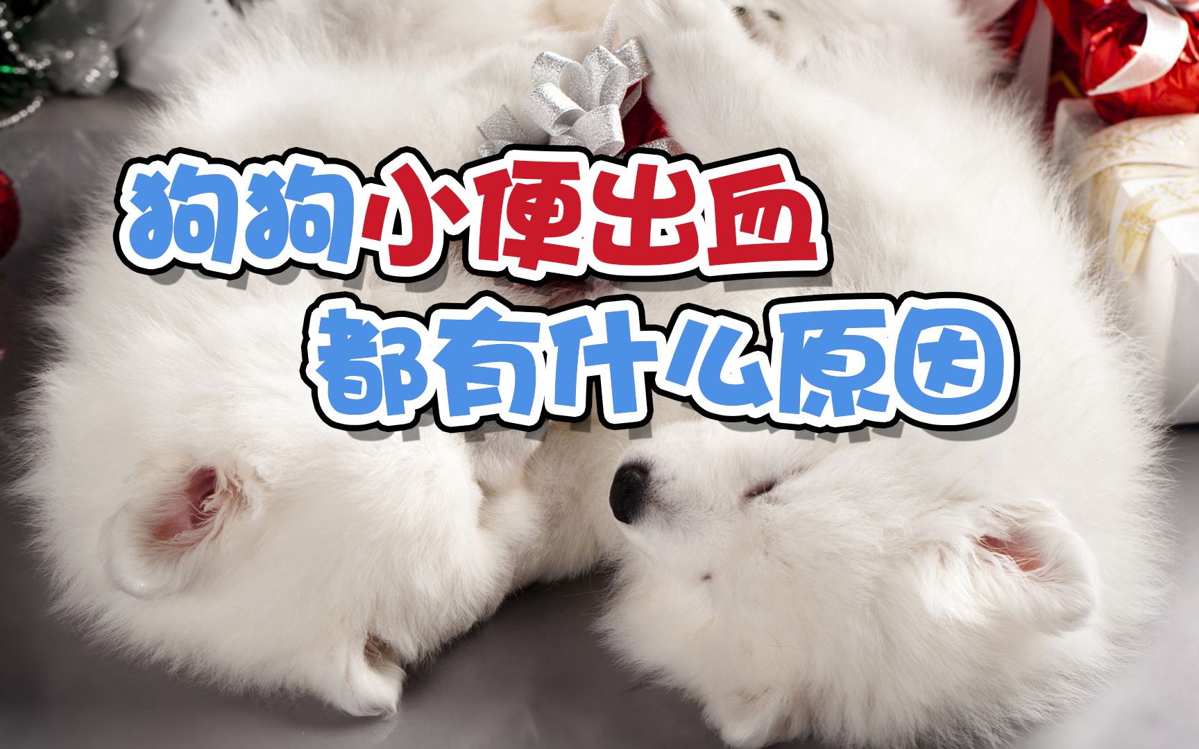 狗狗小便出血都有什么原因