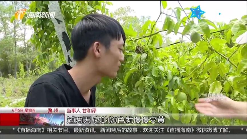 十几亩百香果园支架倒塌 90后创业大学生心痛求助